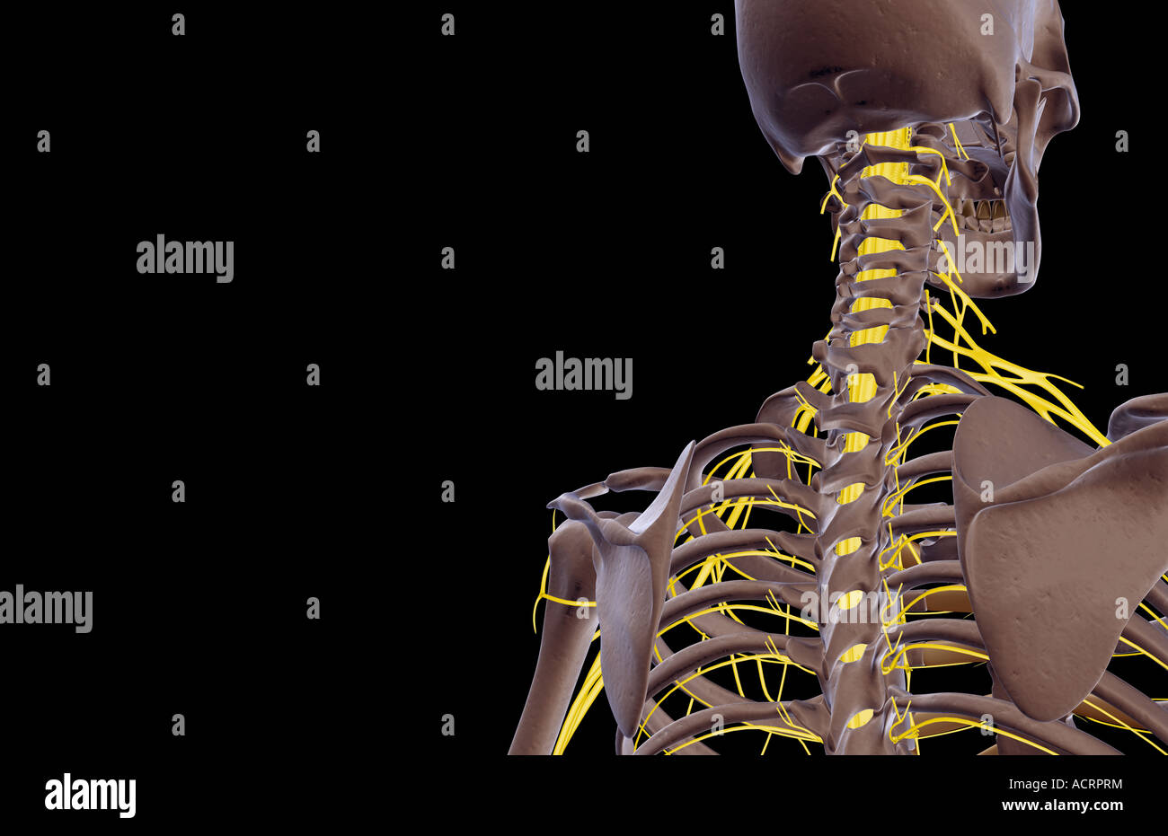 The nerves of the head and neck Stock Photo - Alamy