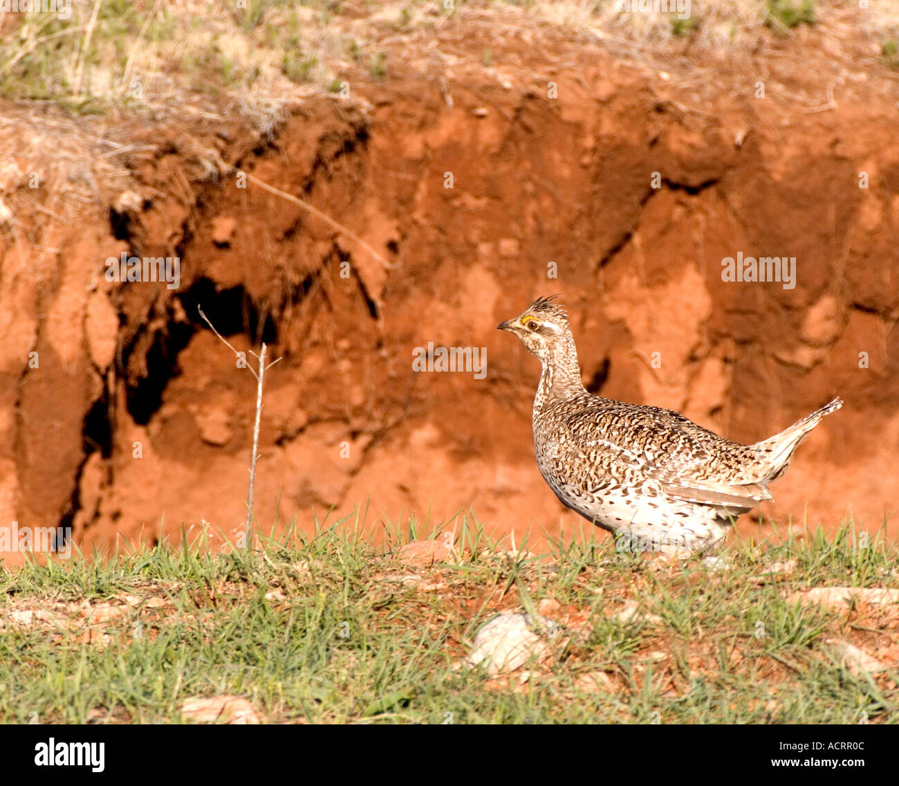 Ruffed grouse bonasa umbellus hi-res stock photography and images - Alamy