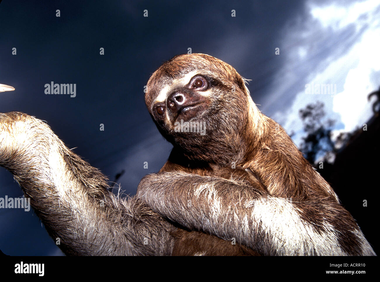Female three toed sloth hi-res stock photography and images - Alamy