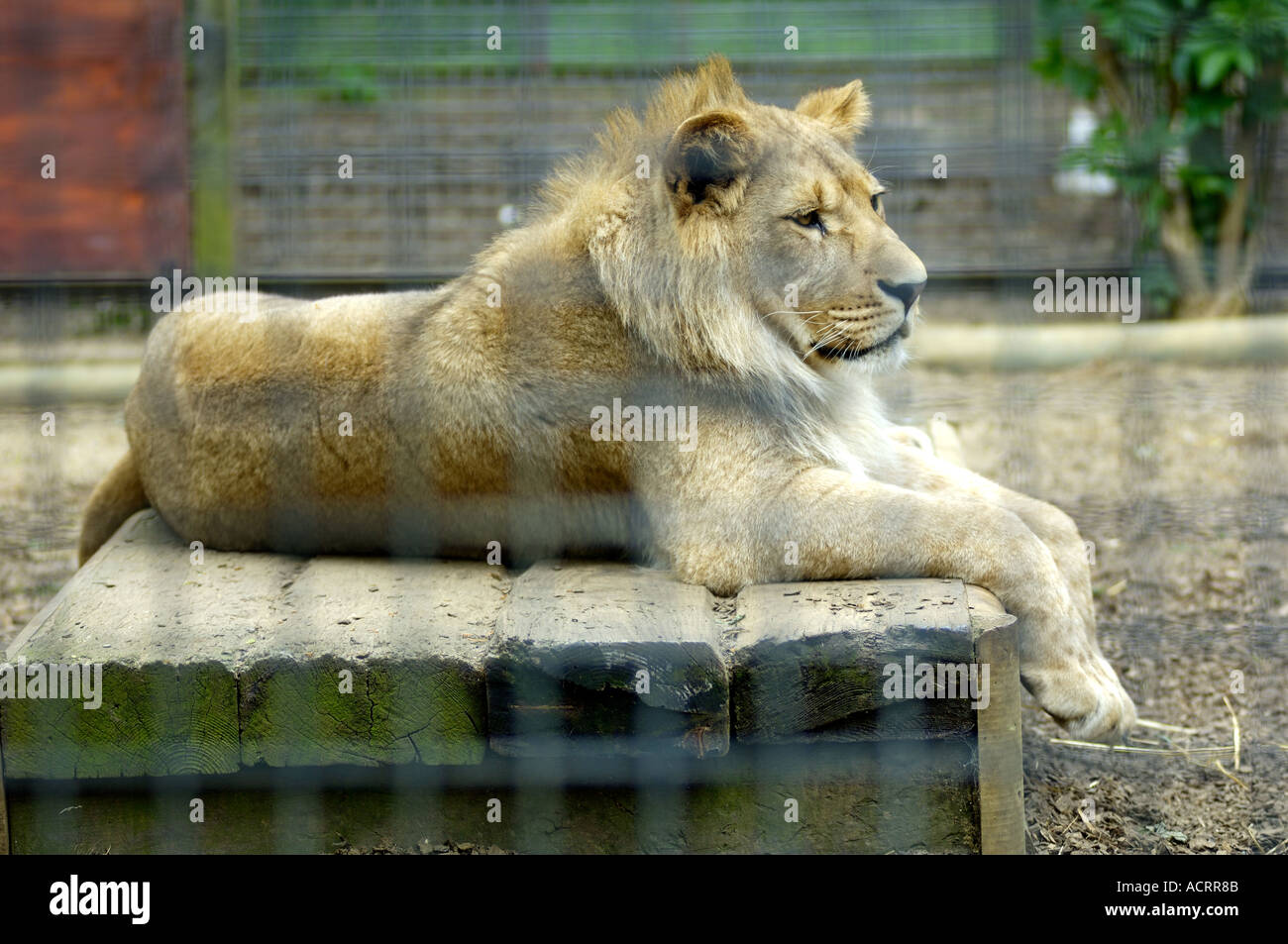 Atlas barbary lion panthera leo hi-res stock photography and images - Alamy