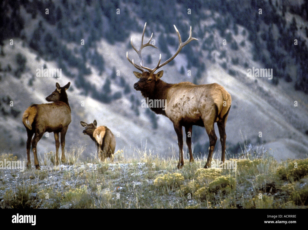 Bull peace hi-res stock photography and images - Alamy