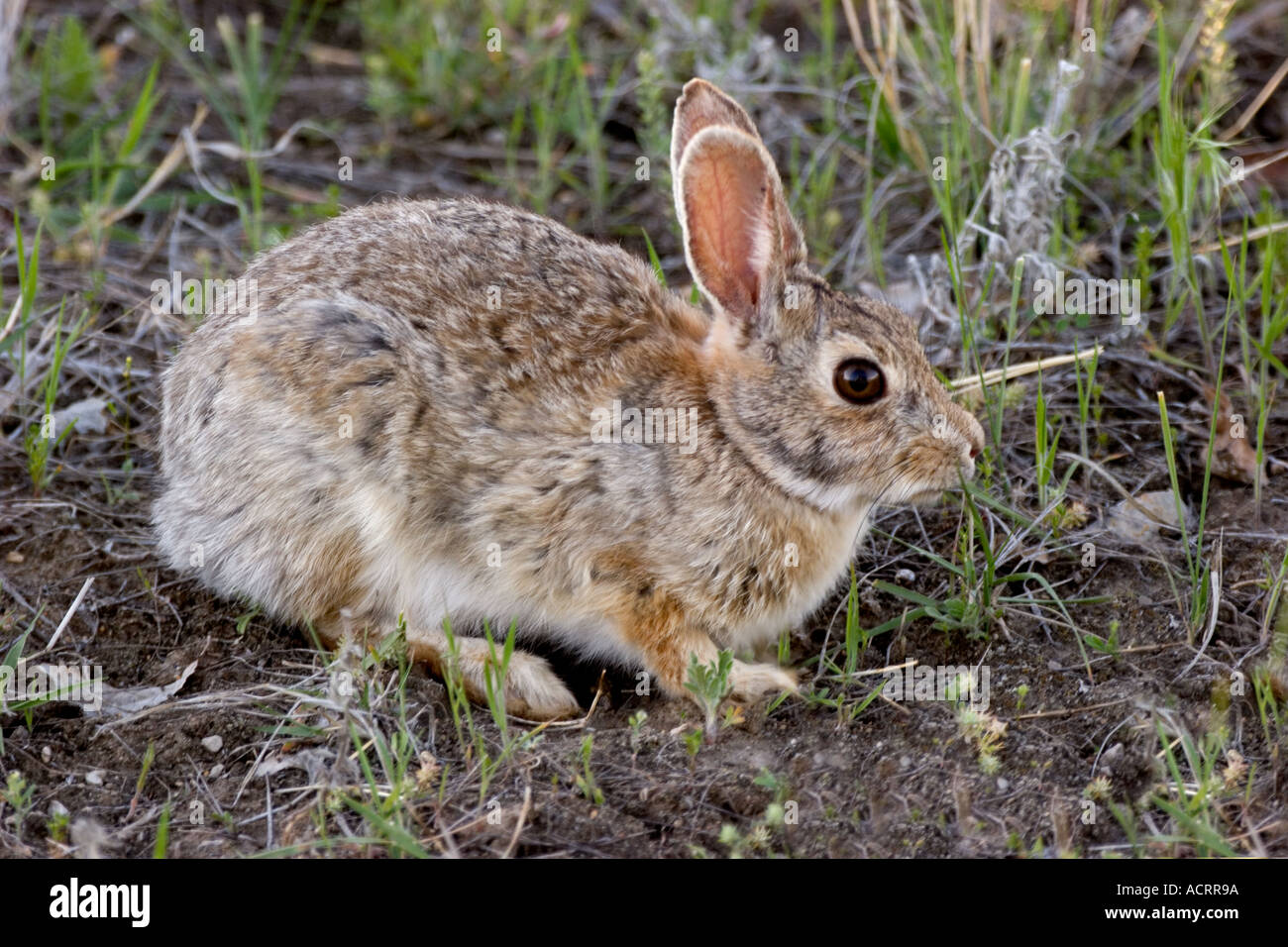 Cottontail tower hi-res stock photography and images - Alamy