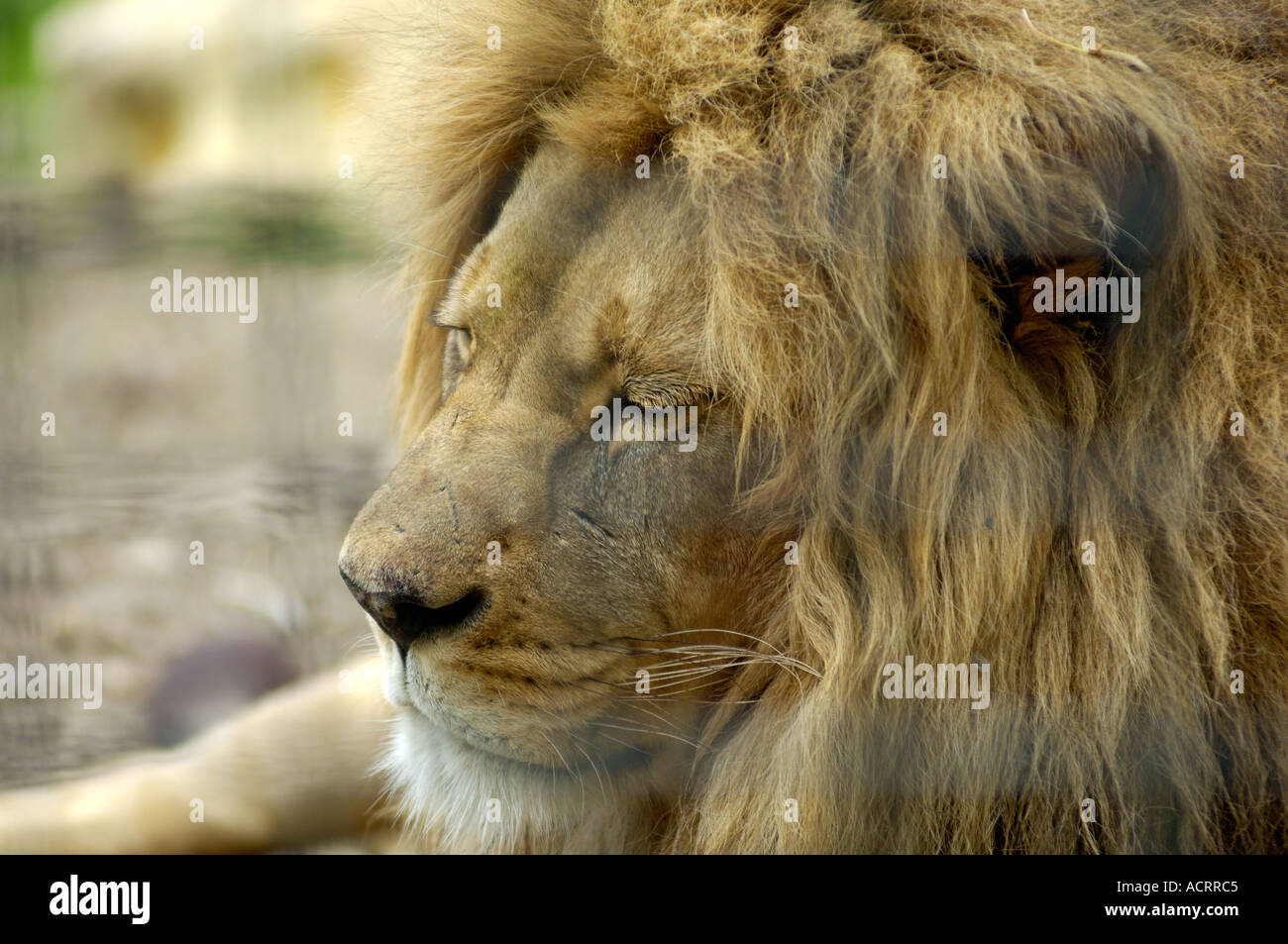 Captive lion portrat hi-res stock photography and images - Alamy