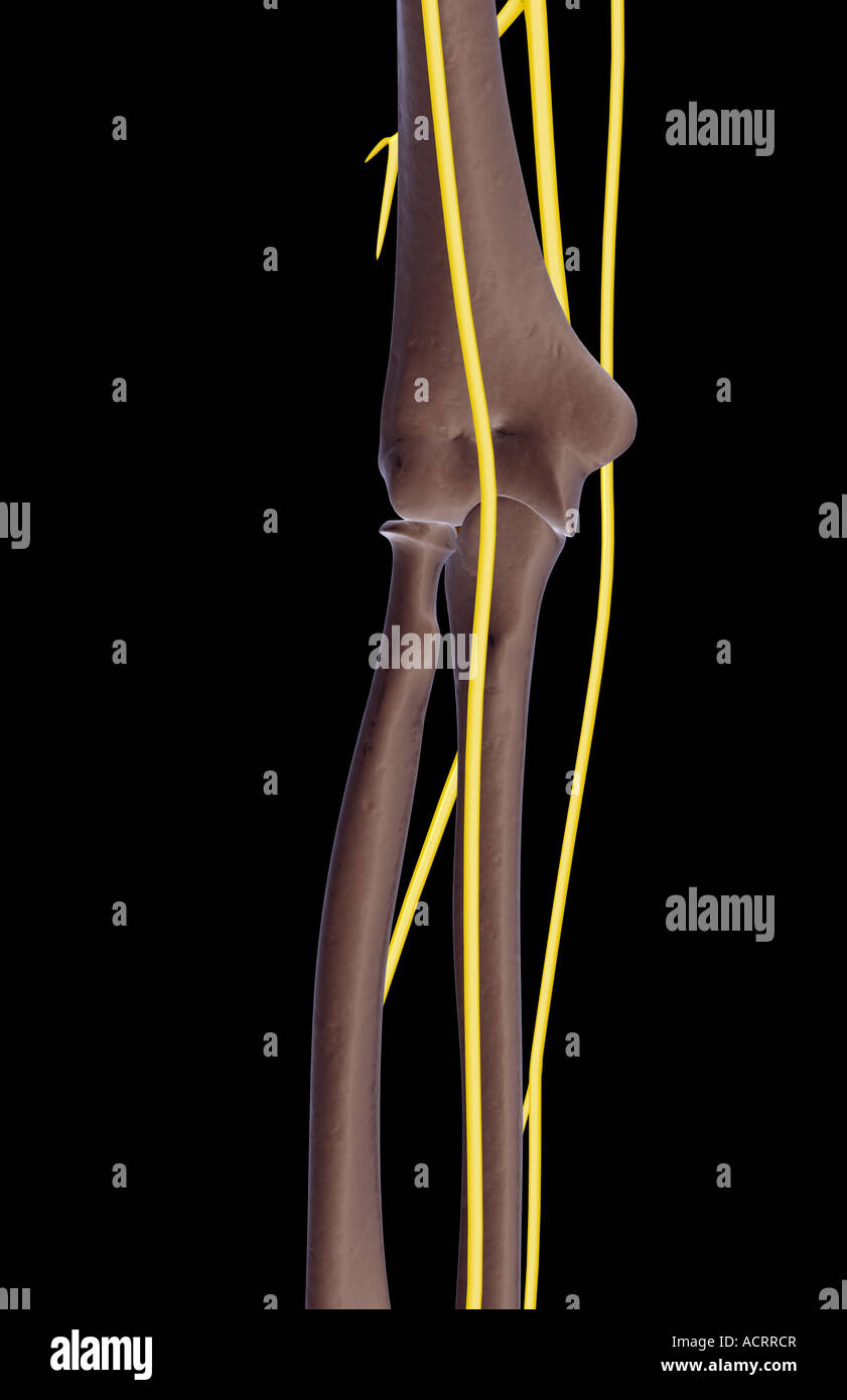 The nerves of the elbow Stock Photo - Alamy