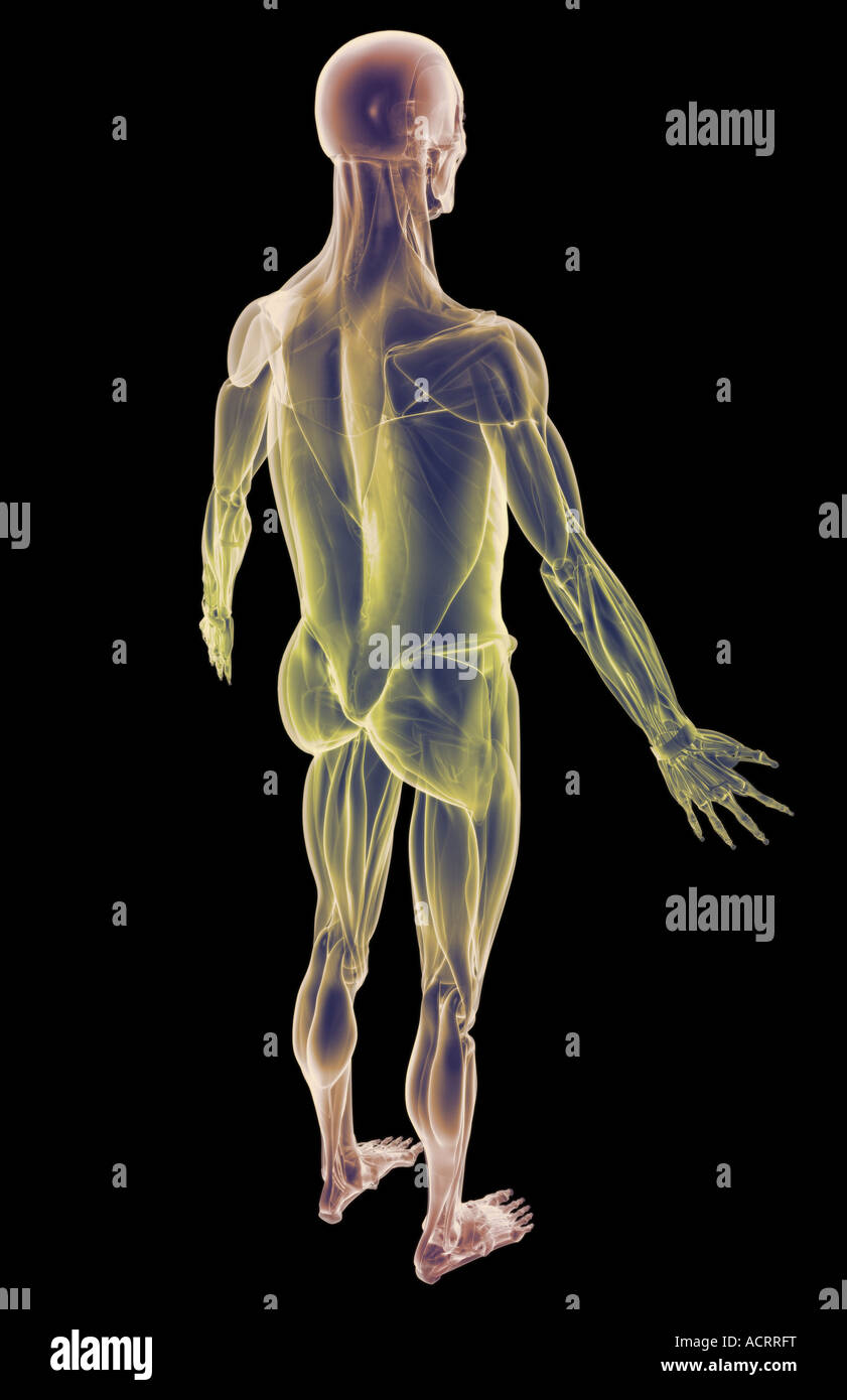 The muscular system Stock Photo - Alamy