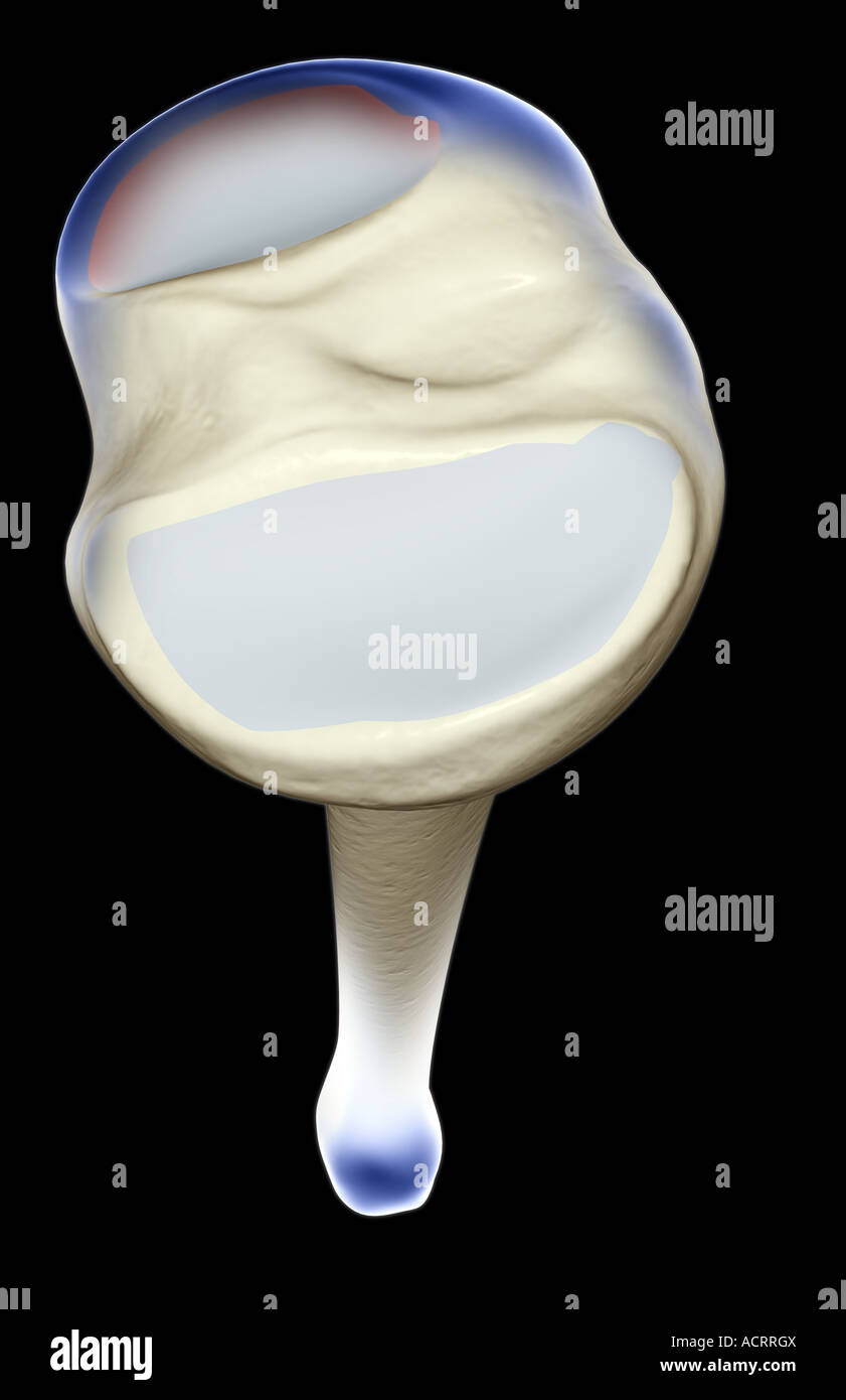 Lateral condyle of tibia hi-res stock photography and images - Alamy
