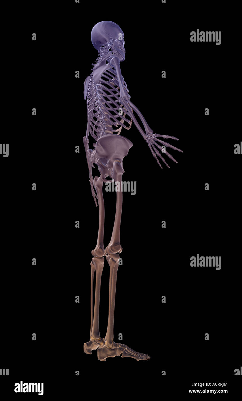 Full colour skeletal anatomy hi-res stock photography and images - Alamy