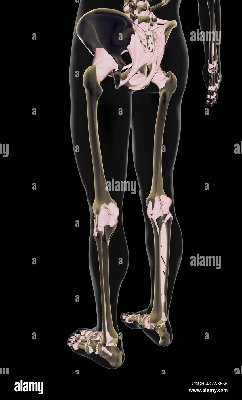 The ligaments of the lower body Stock Photo - Alamy
