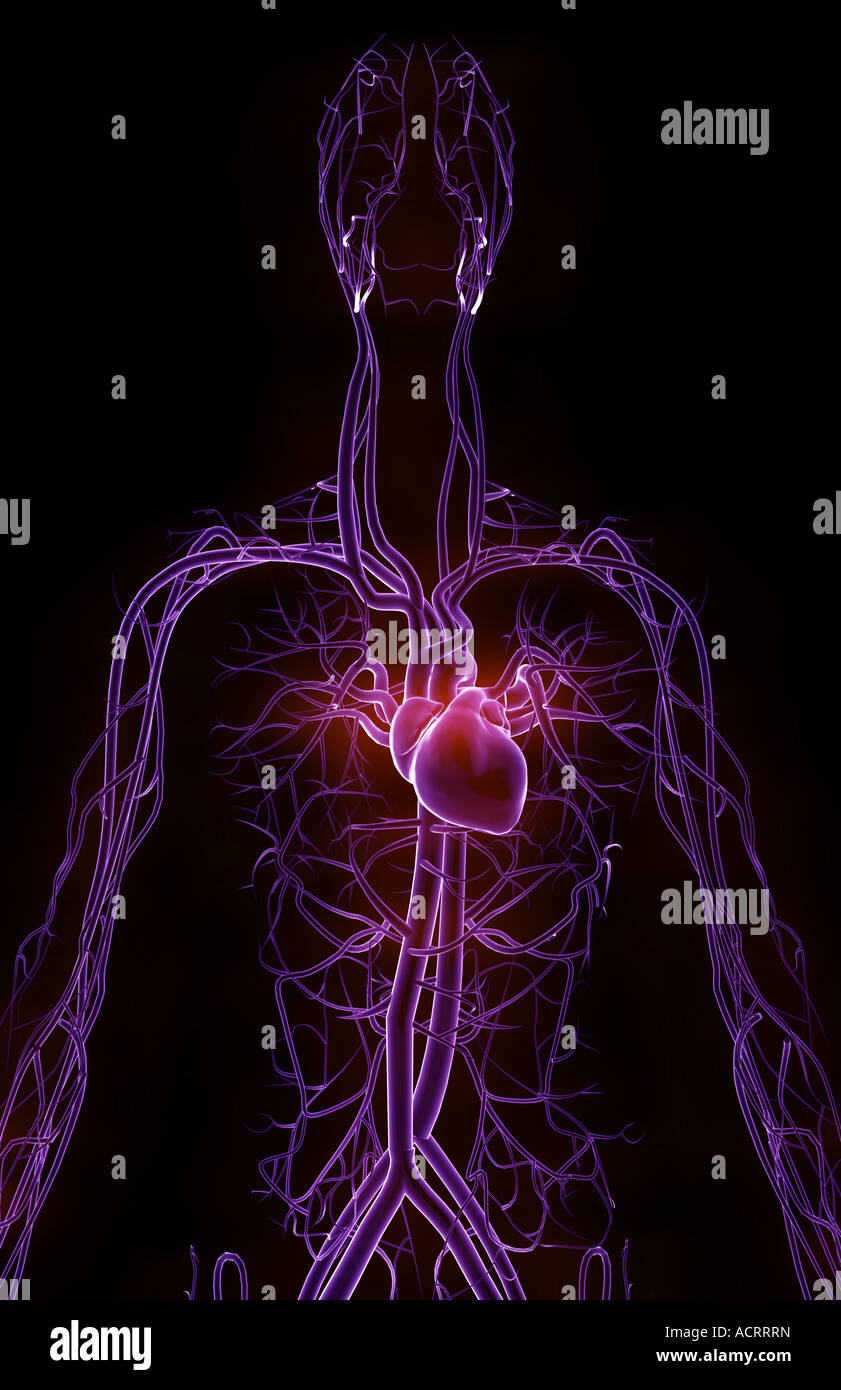 Body blood vessels hi-res stock photography and images - Alamy