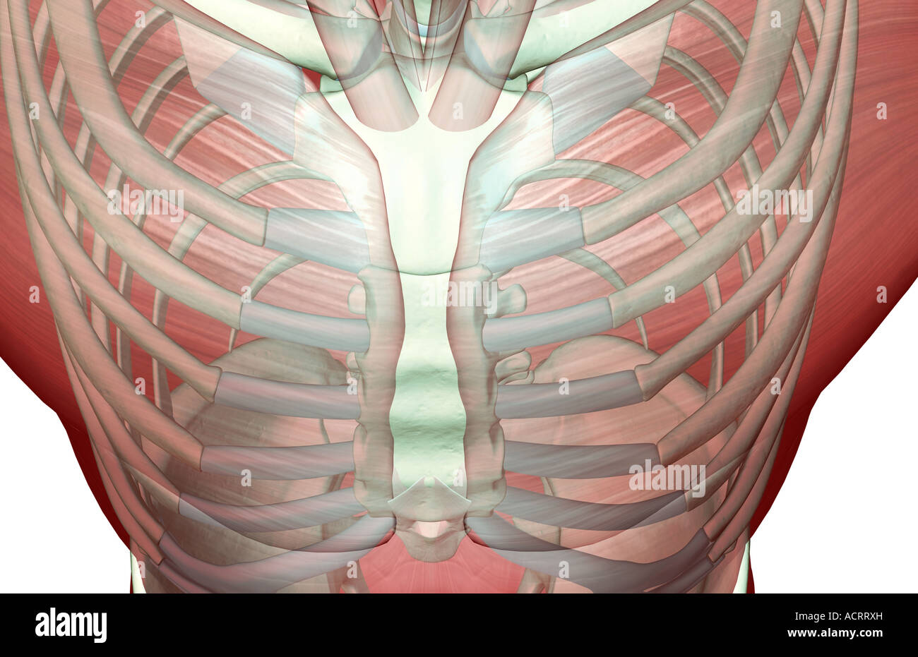 The musculoskeleton of the chest Stock Photo - Alamy