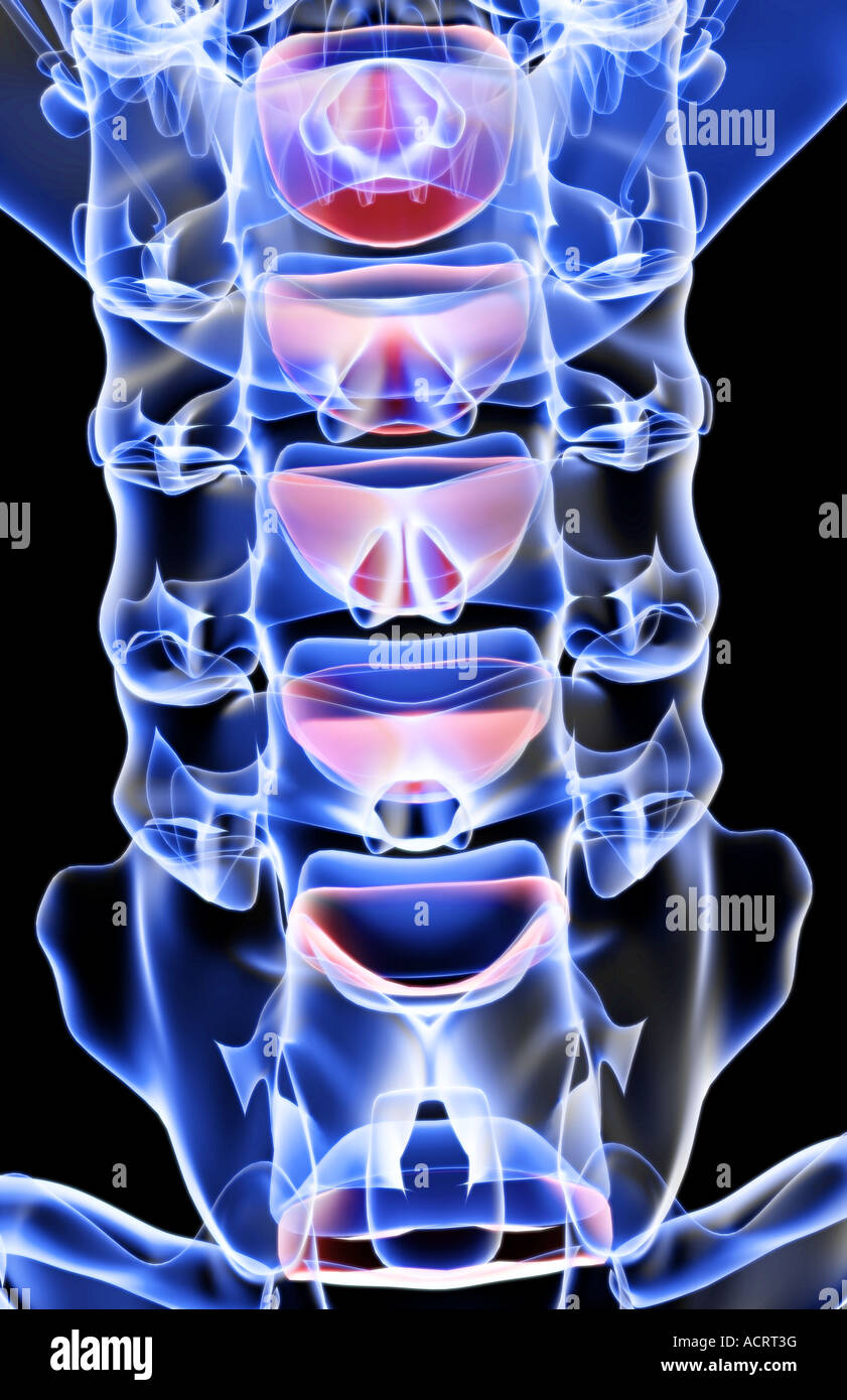 The bones of the neck Stock Photo - Alamy