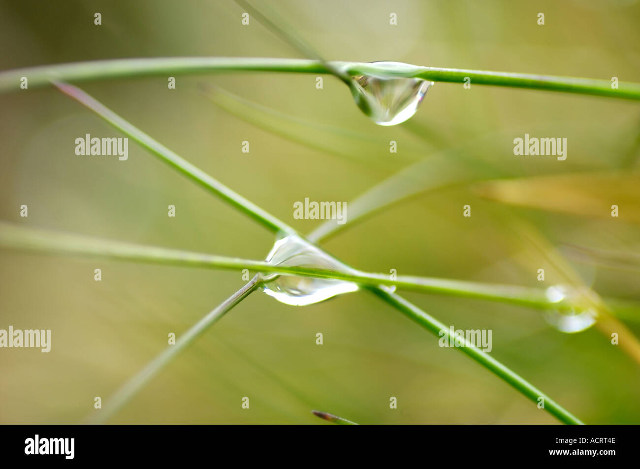 Water drops at grass Stock Photo - Alamy