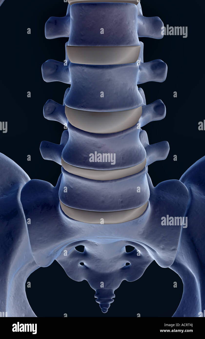 The bones of lumbar vertebrae Stock Photo - Alamy