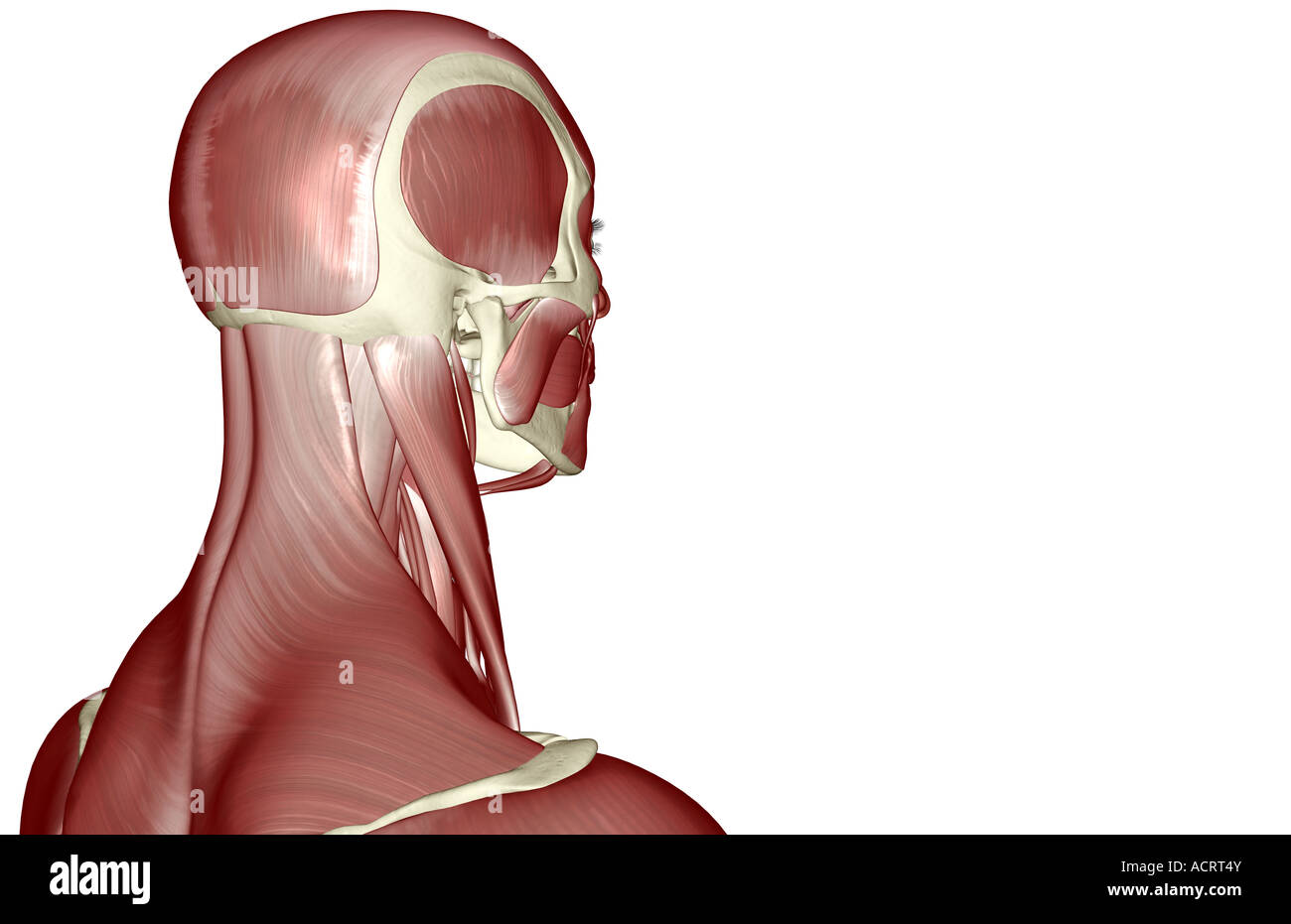 Human neck muscles sternocleidomastoid illustration hi-res stock ...