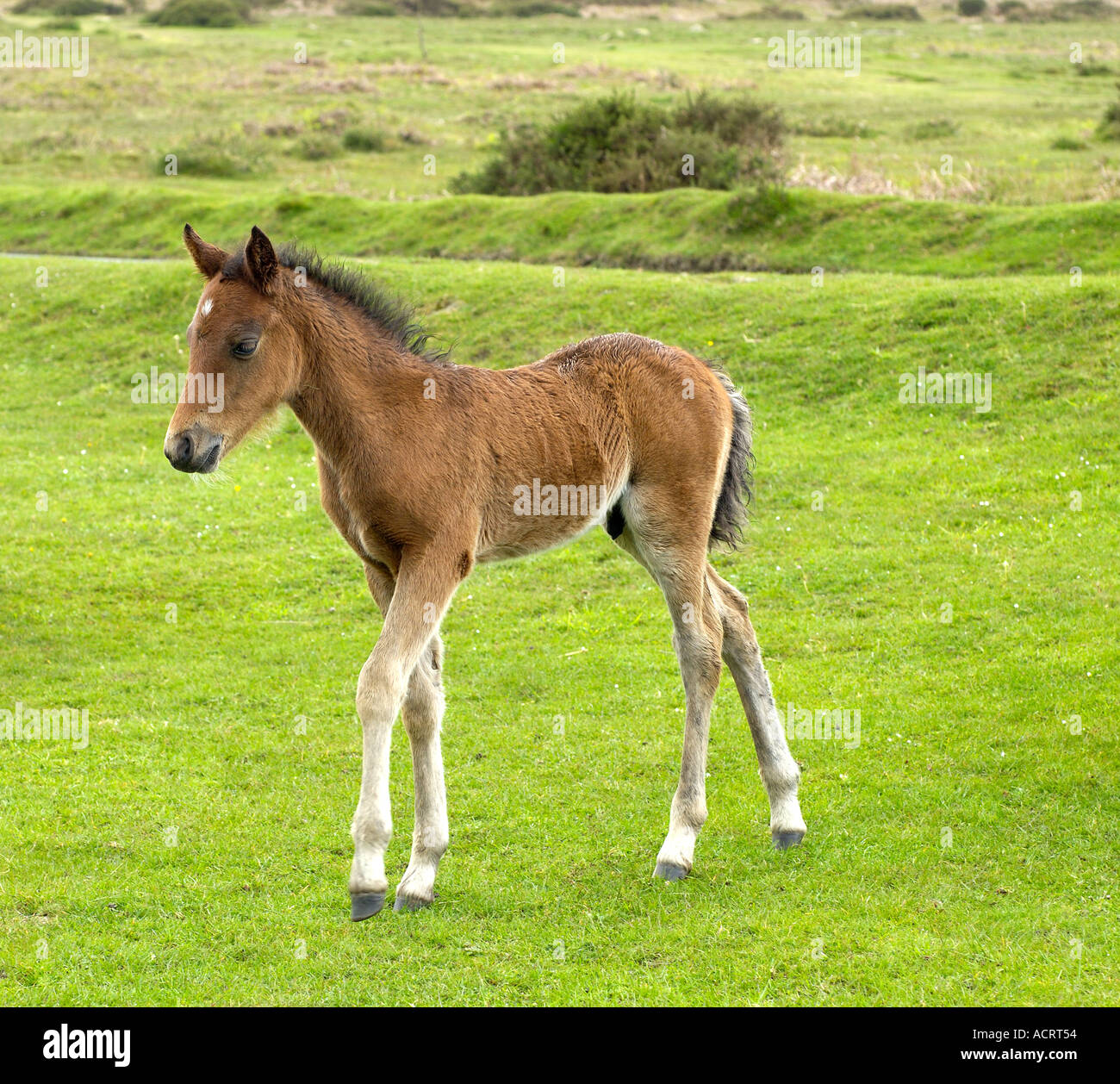 Pony foal Dartmoor National Park Devon England Stock Photo - Alamy