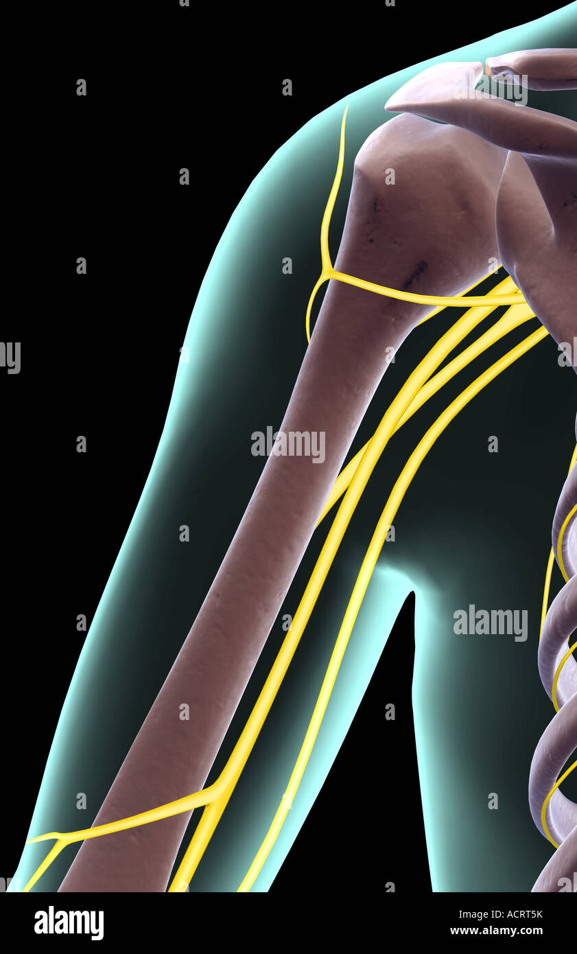 Axillary nerve shoulder hi-res stock photography and images - Alamy
