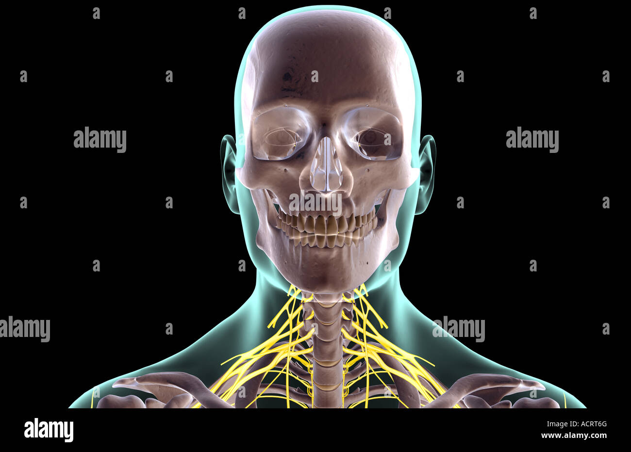 The nerves of the neck Stock Photo - Alamy