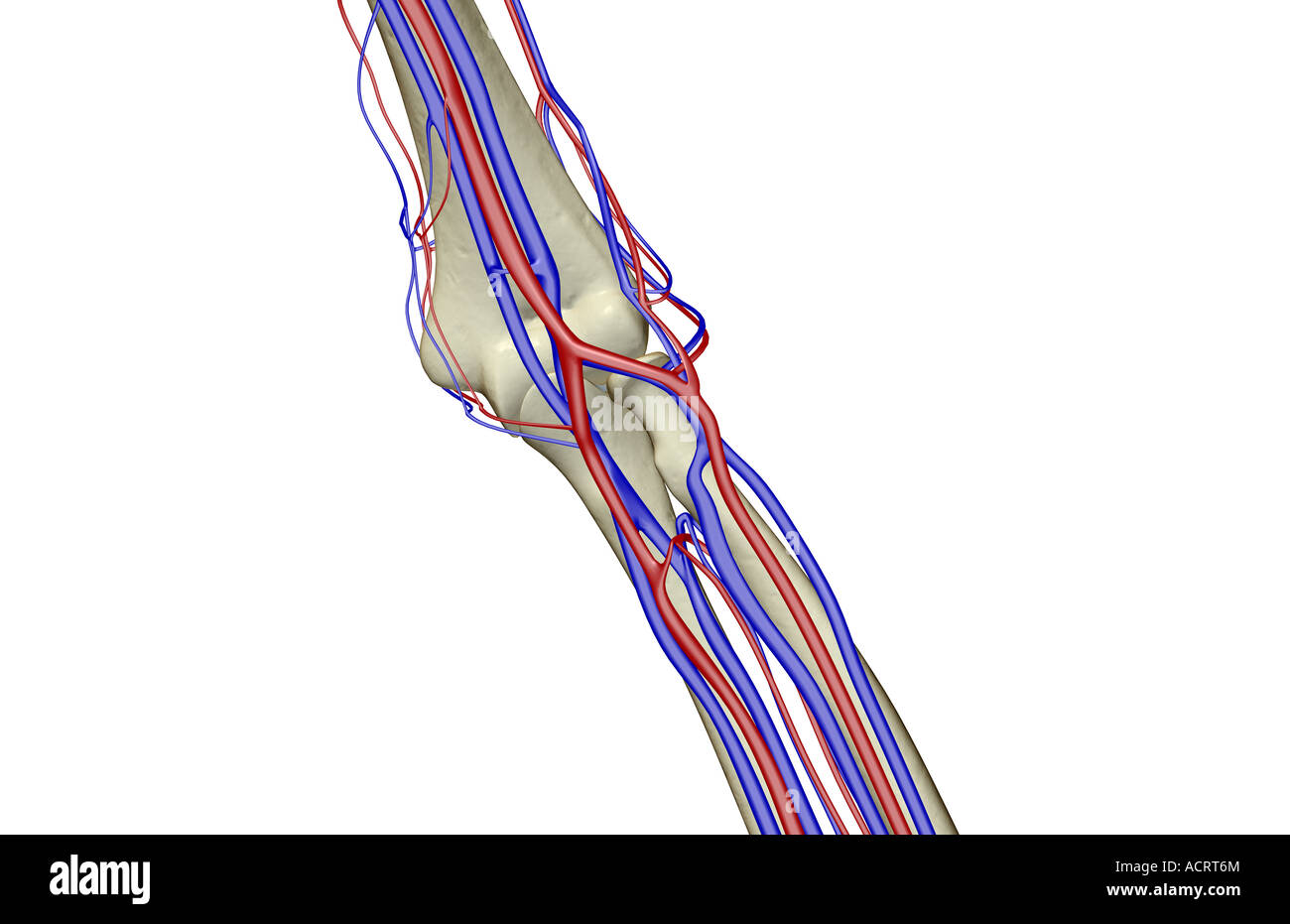 The blood supply of the elbow Stock Photo - Alamy