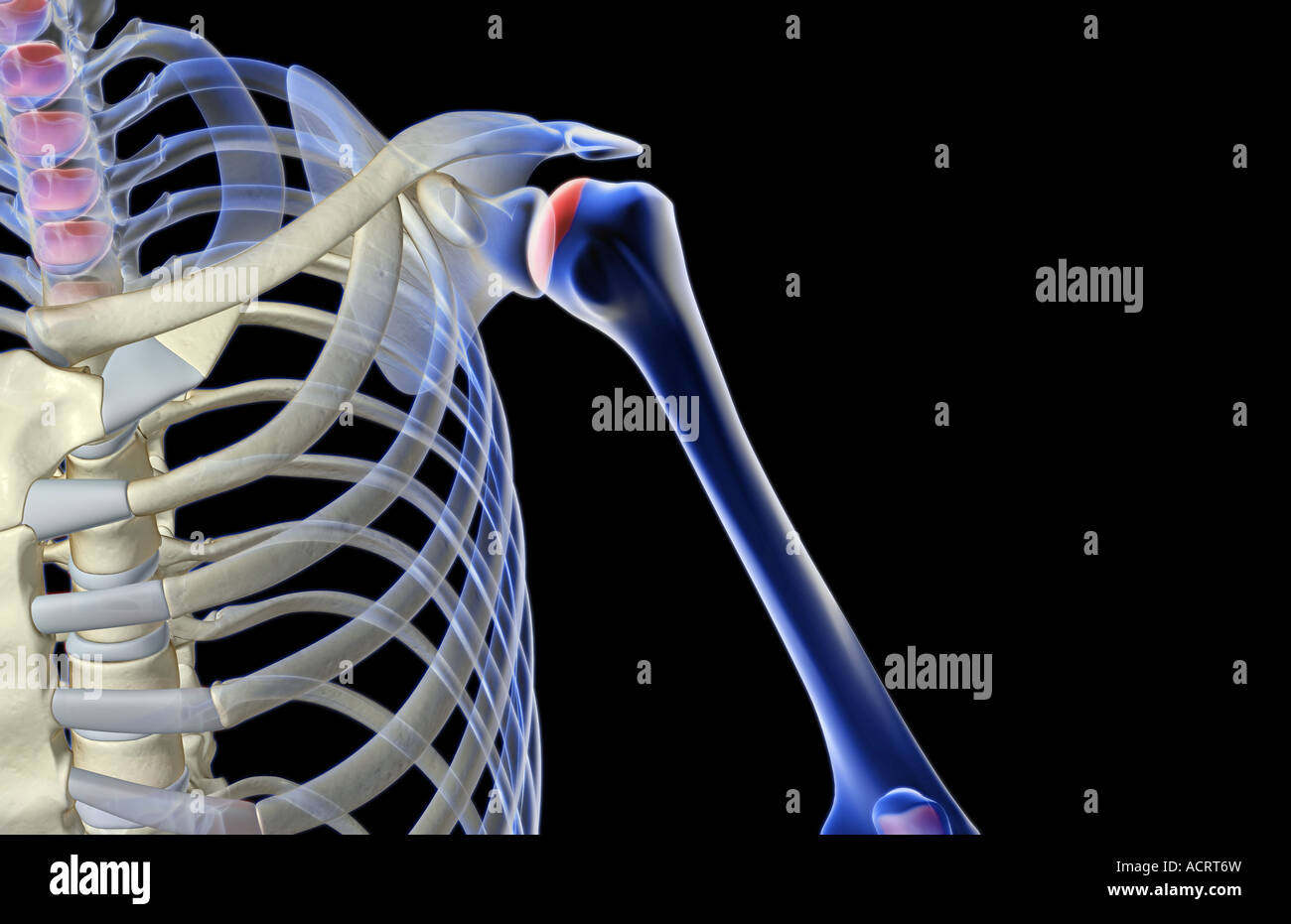 Bones And Shoulder High Resolution Stock Photography and Images - Alamy
