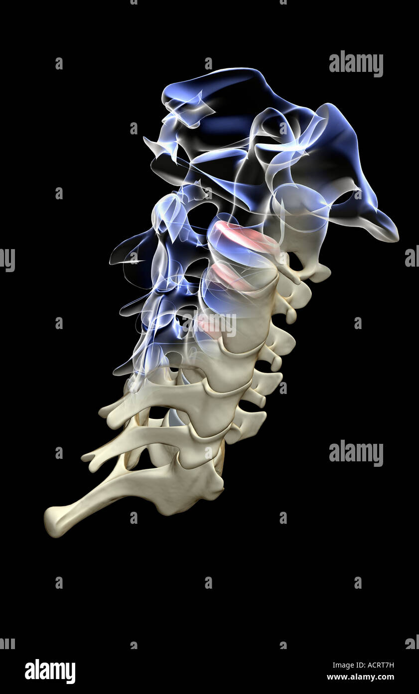 The cervical vertebrae Stock Photo - Alamy