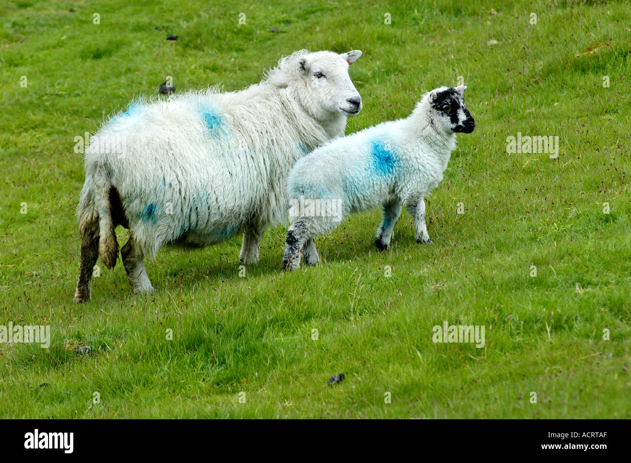 Sheep near Two Bridges Dartmoor National Park Devon England Stock Photo ...