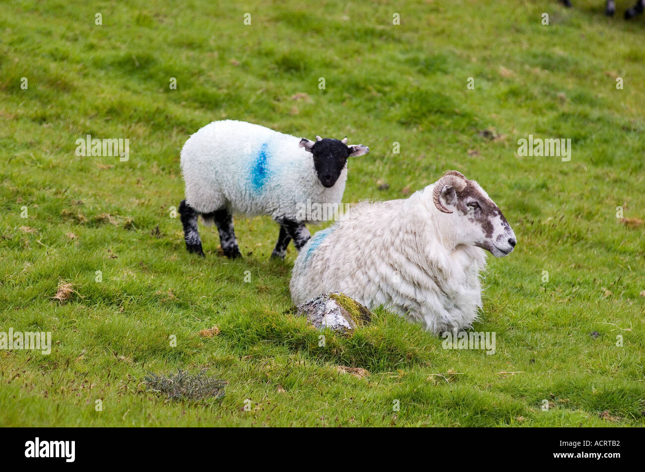 Sheep near Two Bridges Dartmoor National Park Devon England Stock Photo ...