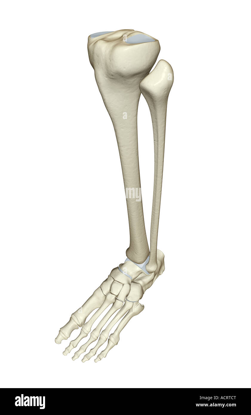 The bones of the leg Stock Photo - Alamy
