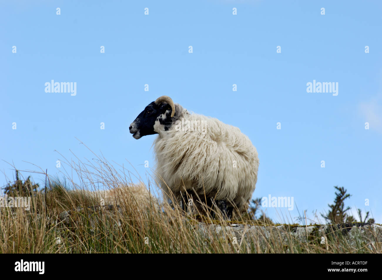Sheep Dartmoor National Park Devon England Stock Photo - Alamy