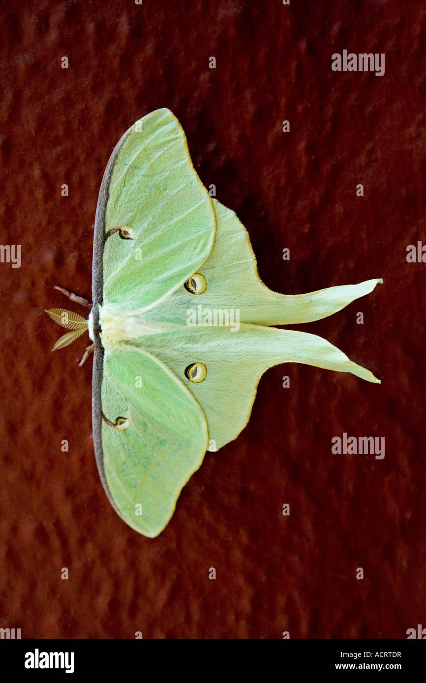 American silkworm moth High Resolution Stock Photography and Images - Alamy