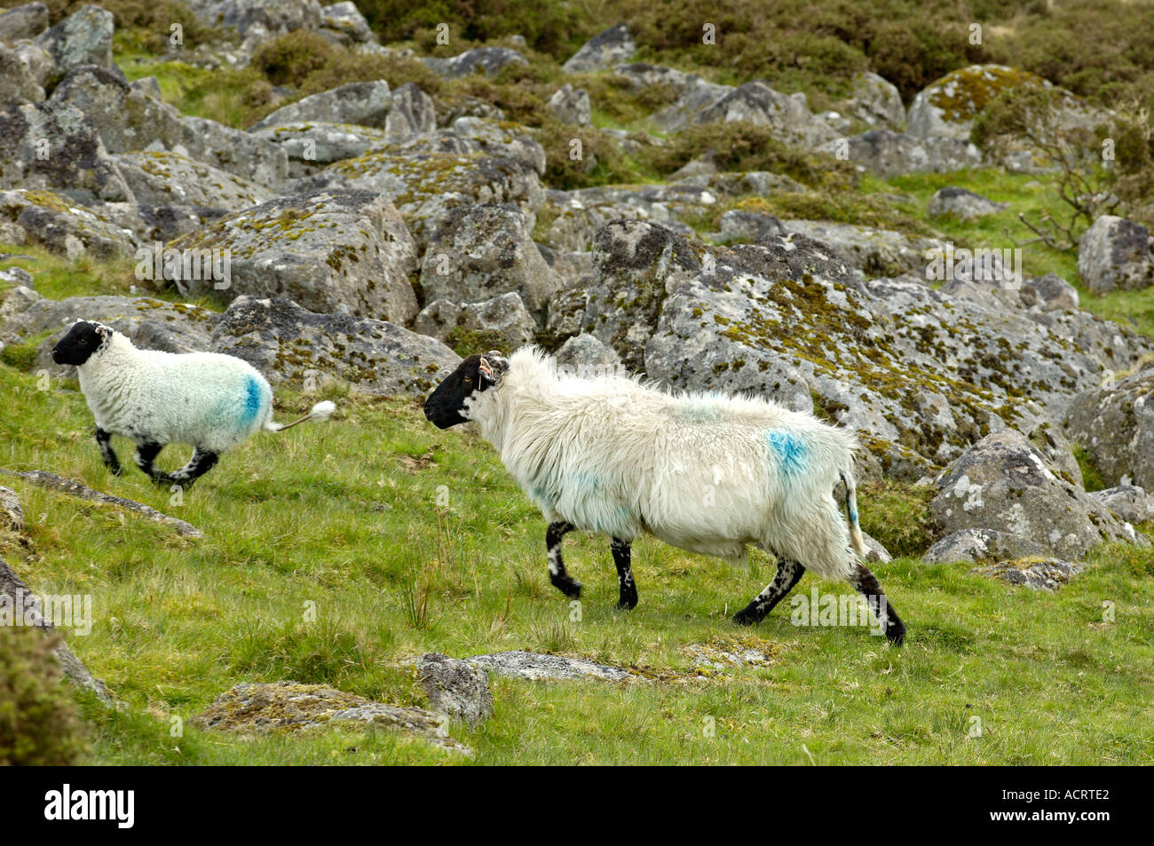 Sheep Dartmoor National Park Devon England Stock Photo - Alamy