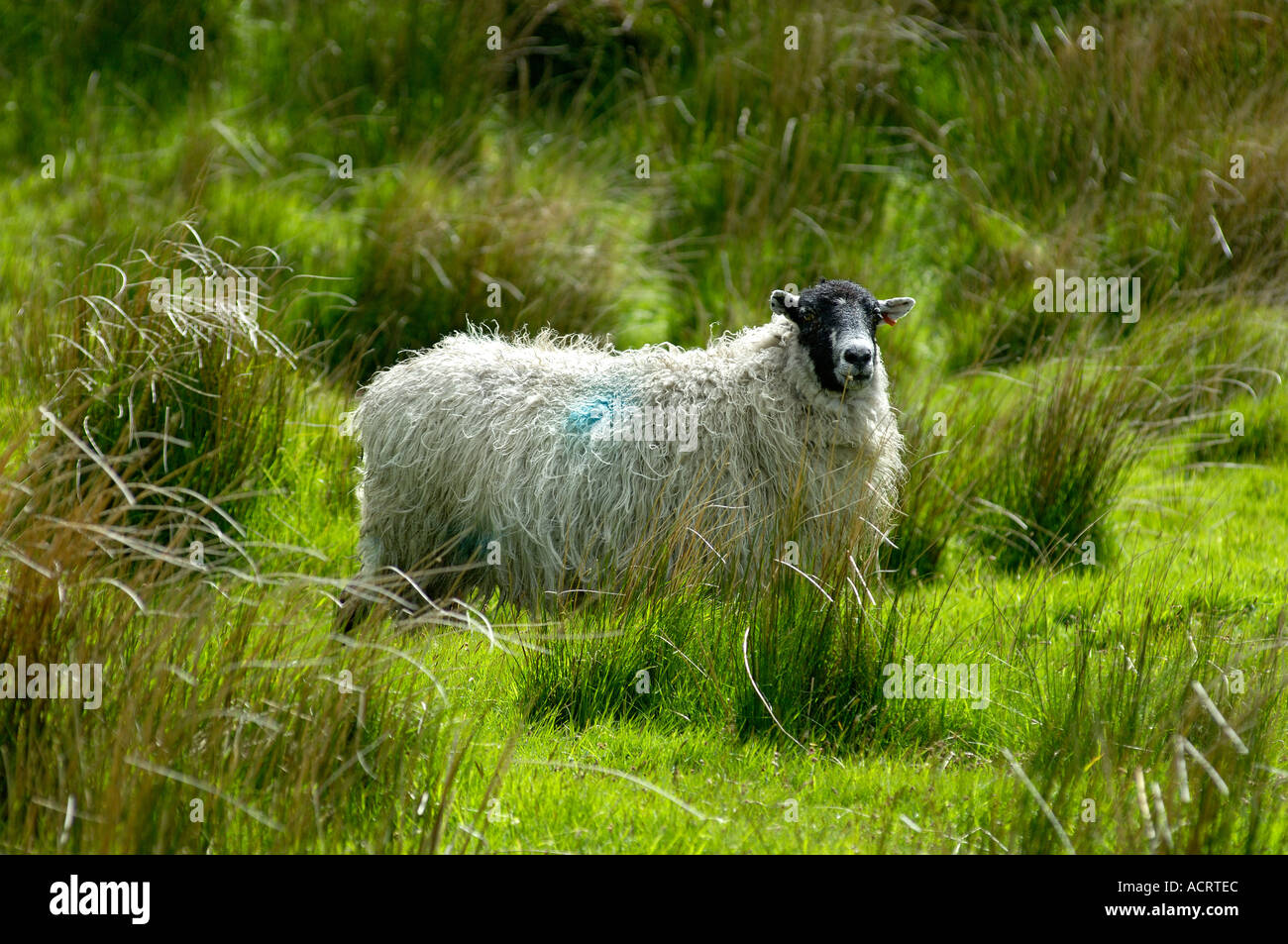 Sheep Dartmoor National Park Devon England Stock Photo - Alamy