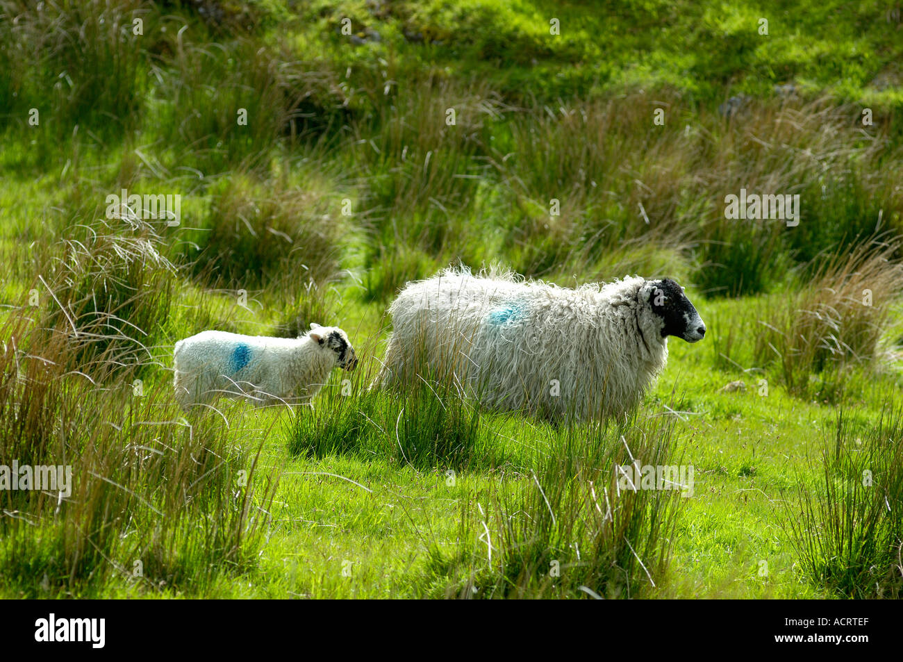 Sheep Dartmoor National Park Devon England Stock Photo - Alamy