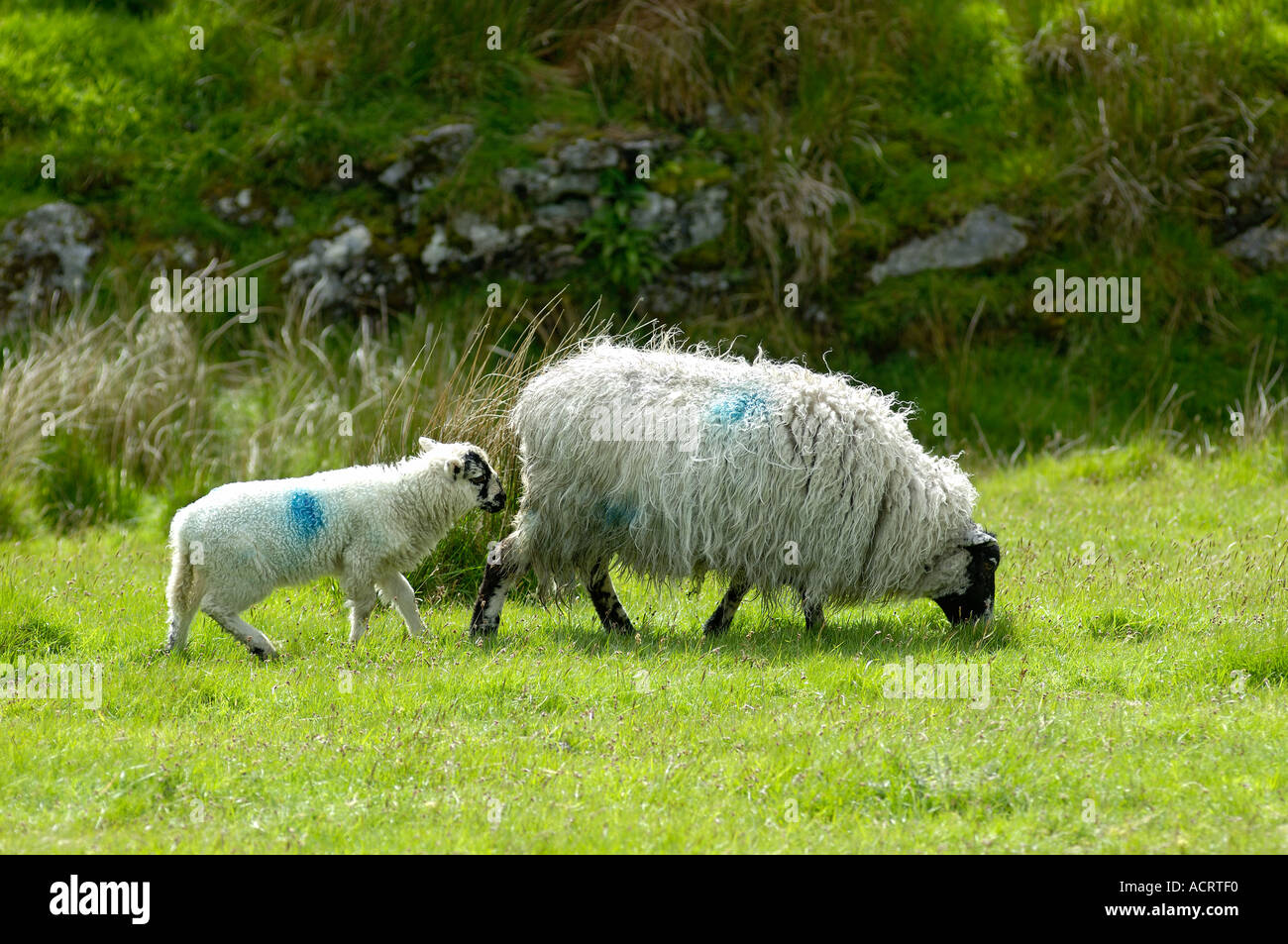 Sheep Dartmoor National Park Devon England Stock Photo - Alamy
