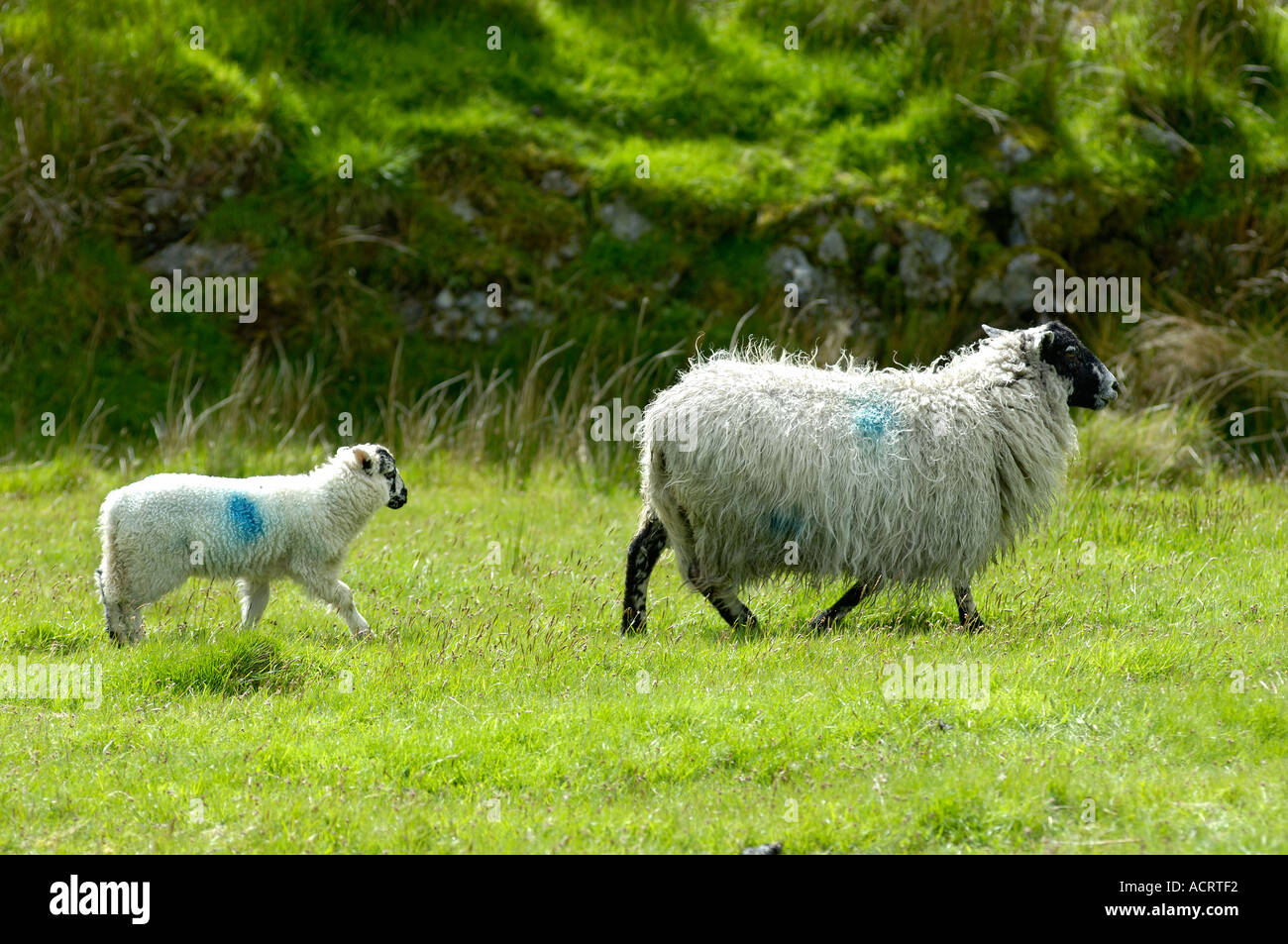Sheep Dartmoor National Park Devon England Stock Photo - Alamy