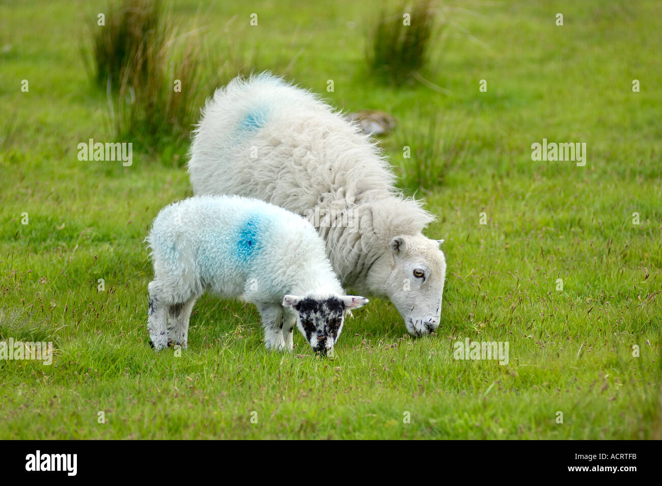 Sheep Dartmoor National Park Devon England Stock Photo - Alamy