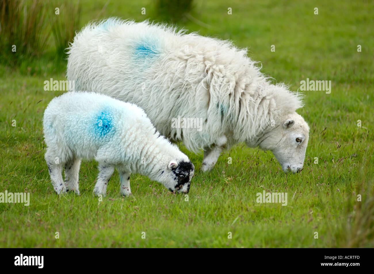 Sheep Dartmoor National Park Devon England Stock Photo - Alamy