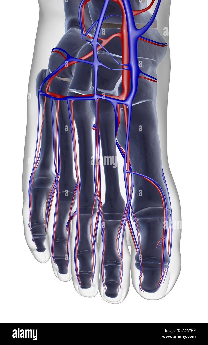 The blood supply of the foot Stock Photo - Alamy