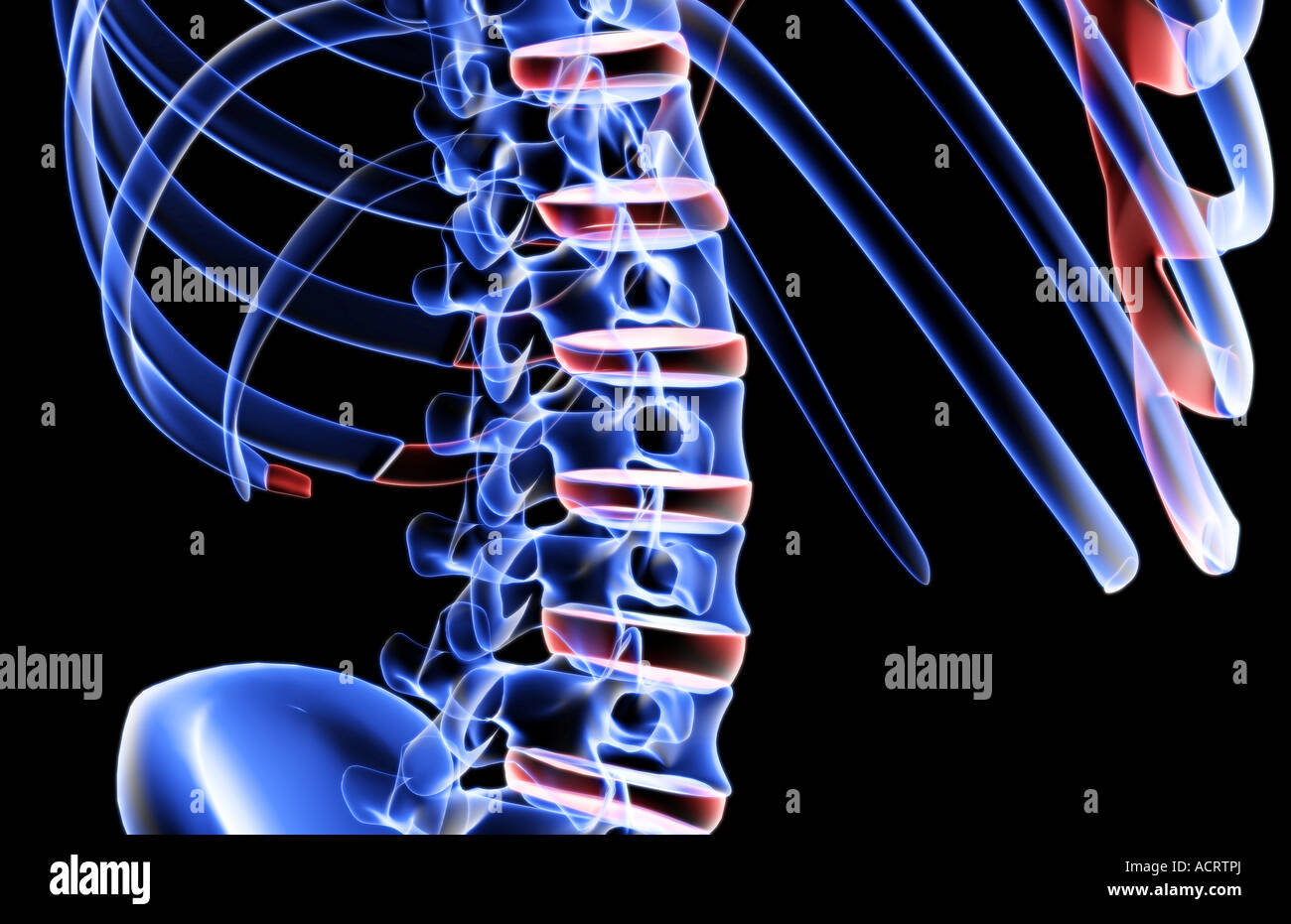 Bones Lower Back Stock Photos & Bones Lower Back Stock Images - Alamy