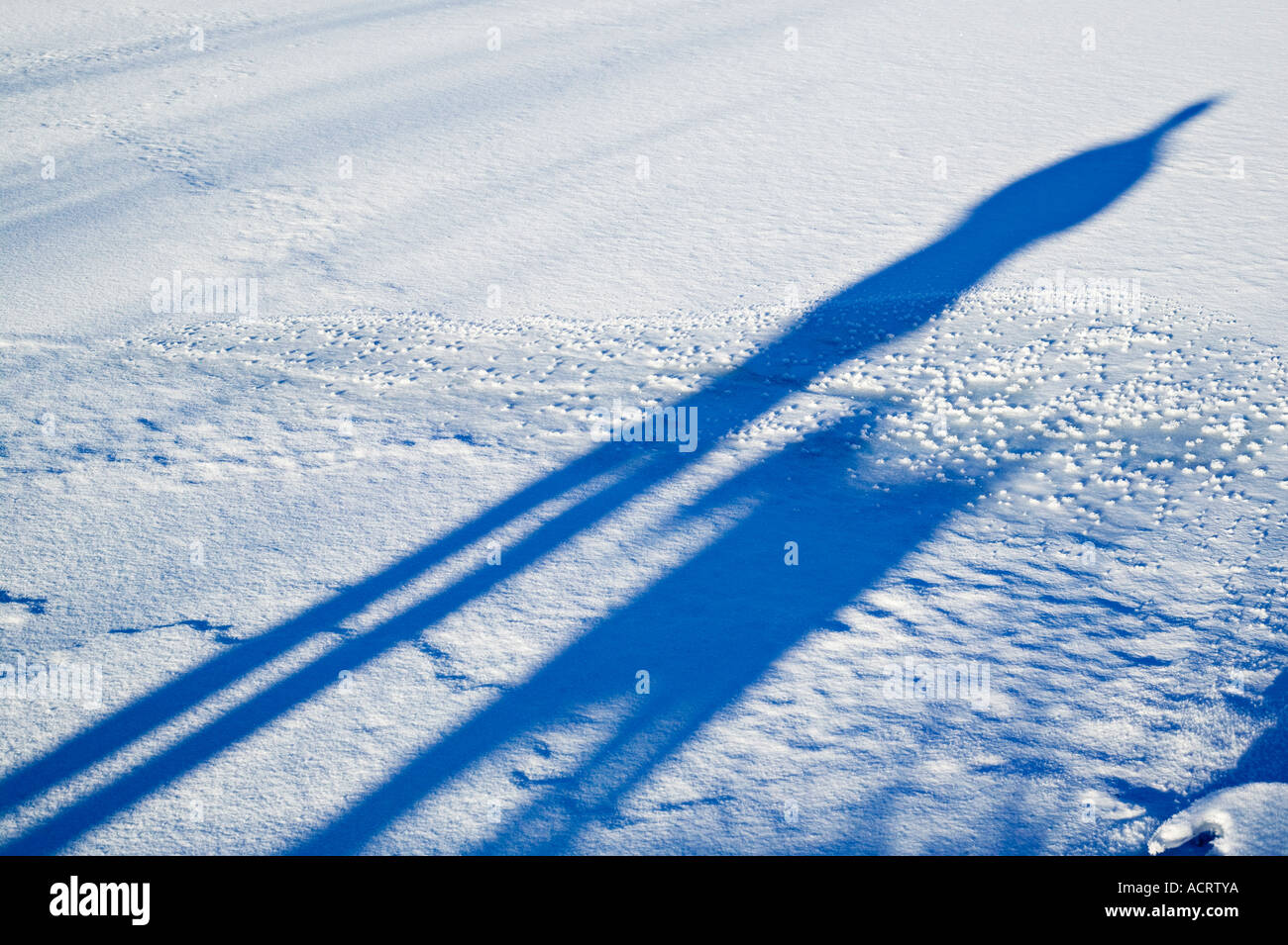 Long shadow of man and dog hi-res stock photography and images - Alamy