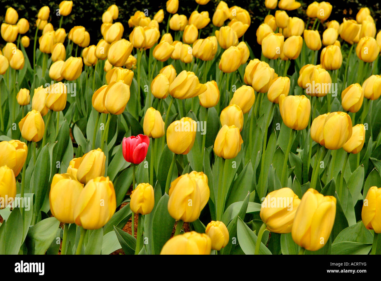 Single red tulip stands hi-res stock photography and images - Alamy
