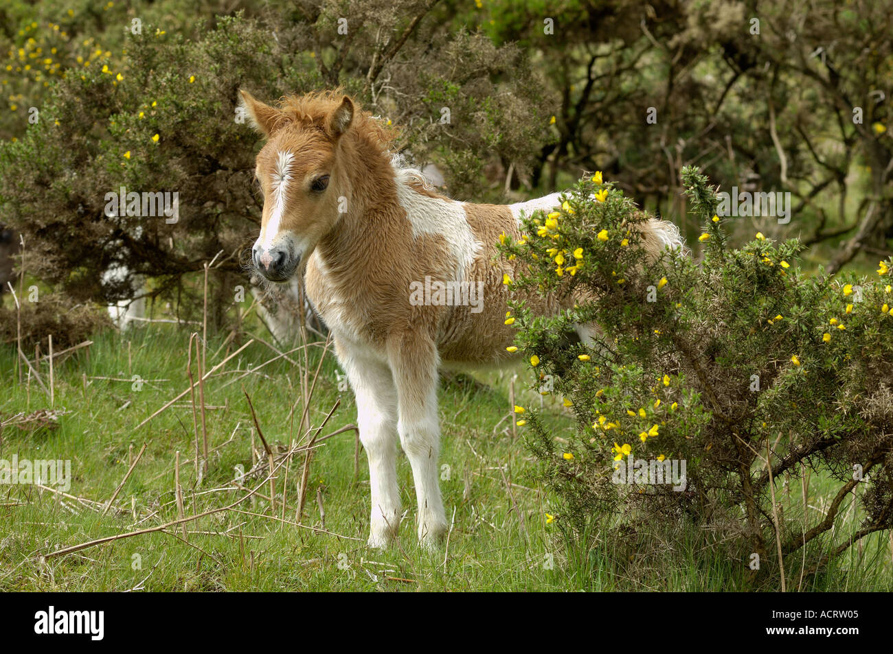 Spotted shetland pony hi-res stock photography and images - Alamy