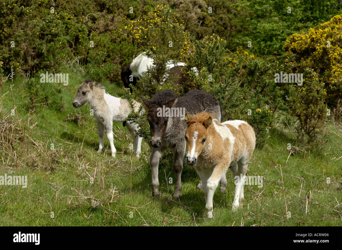 Spotted shetland pony hi-res stock photography and images - Alamy