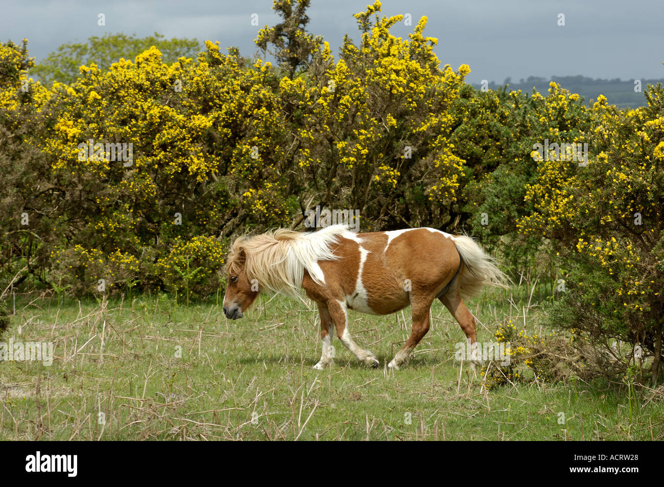 Spotted shetland pony hi-res stock photography and images - Alamy