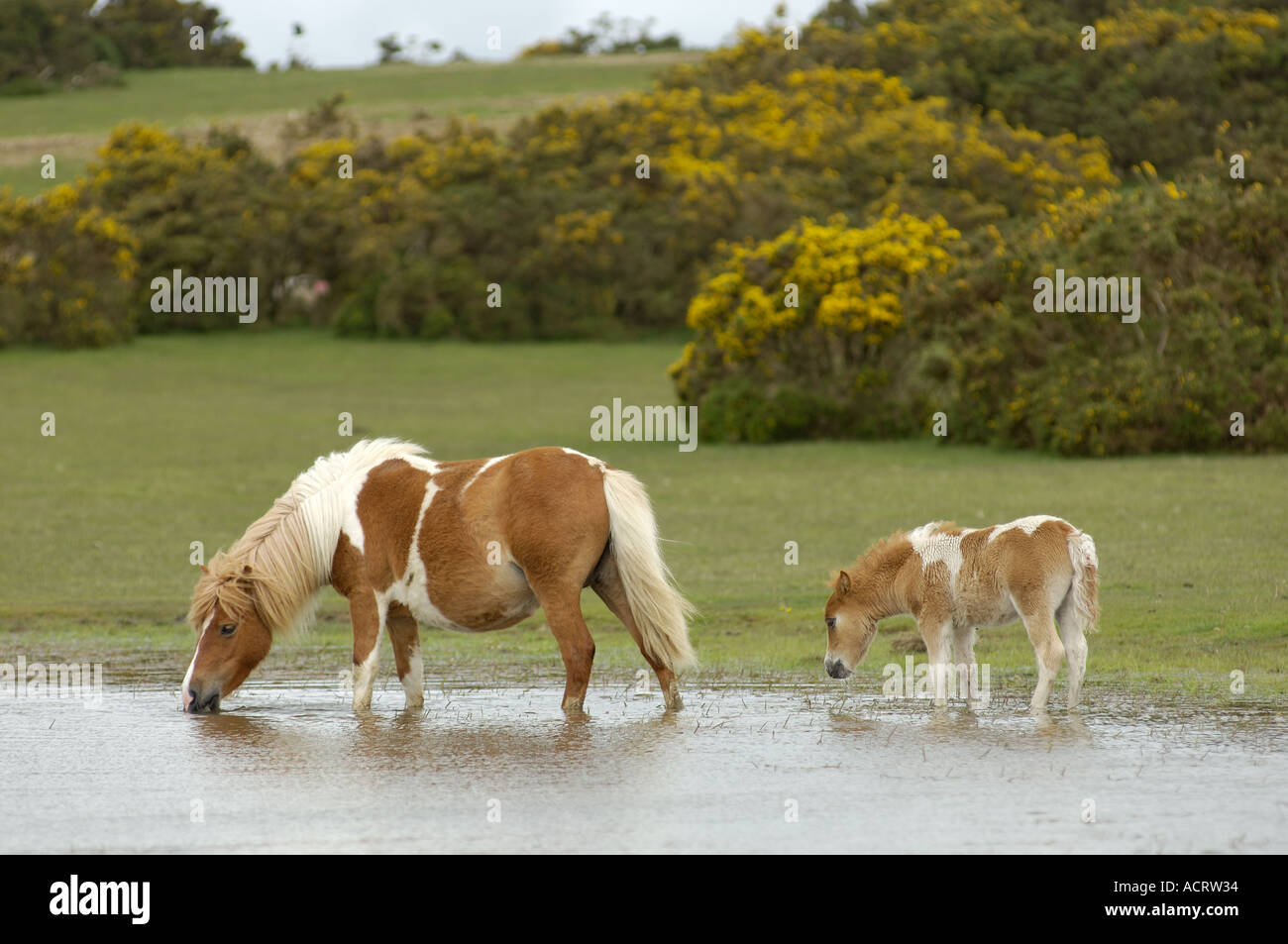 Shetland spotted pony hi-res stock photography and images - Alamy