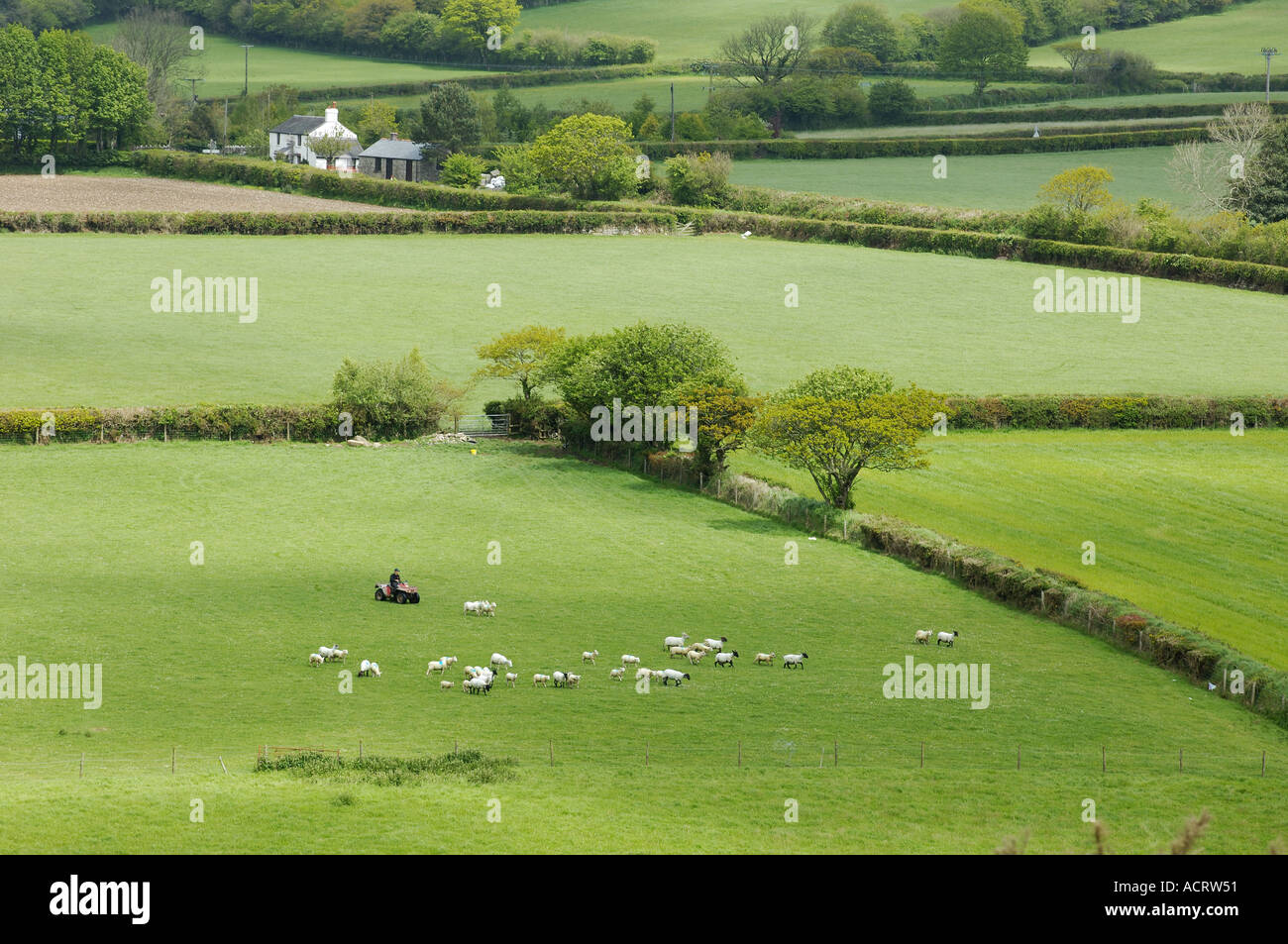 Farmer driving sheep Tavistock Devon England Great Britain Stock Photo ...