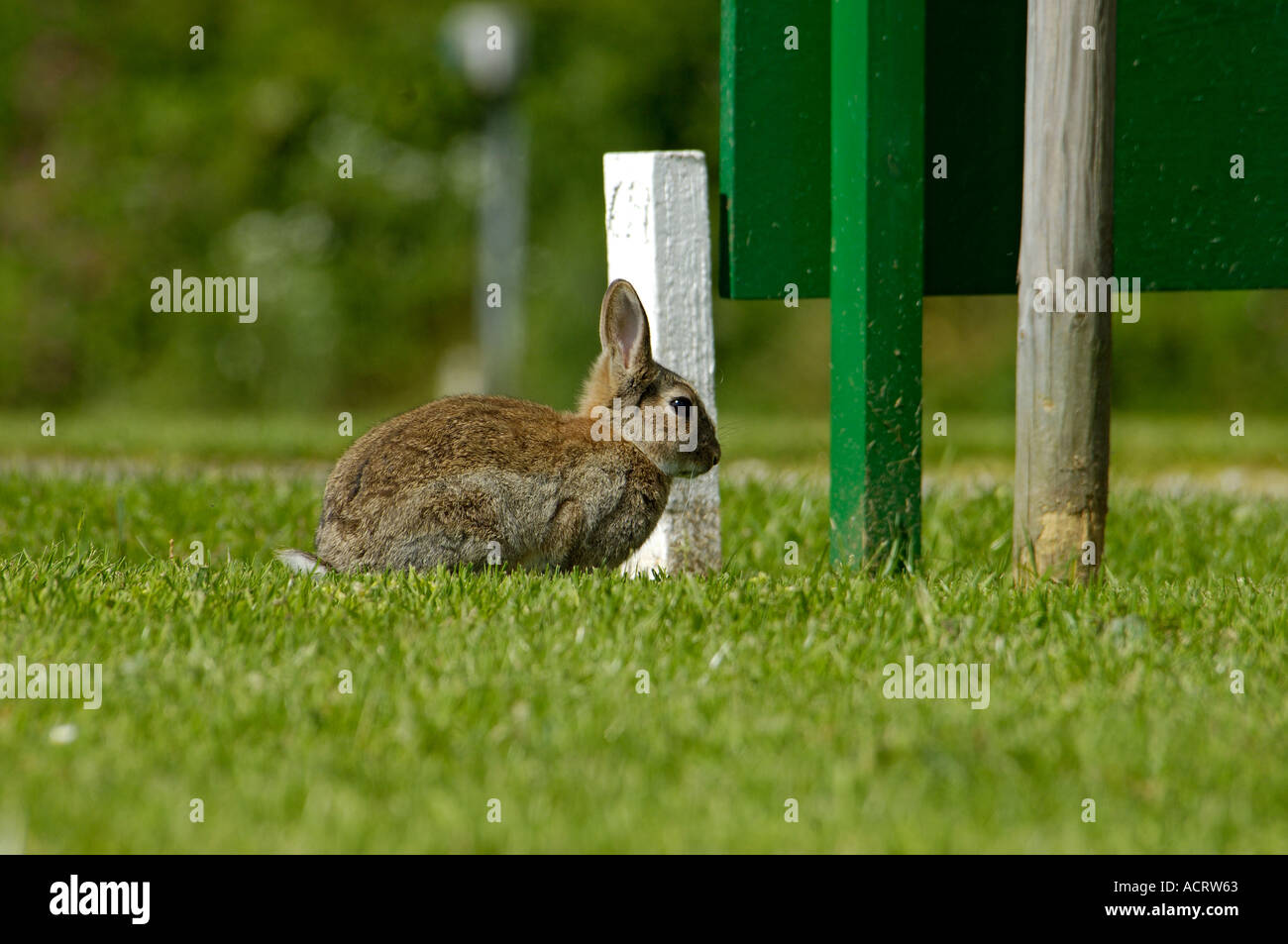 Kaninchen england hi-res stock photography and images - Alamy