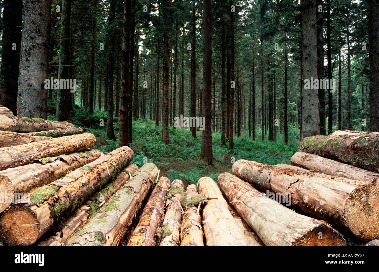 Felled trees in a forest environment Stock Photo - Alamy
