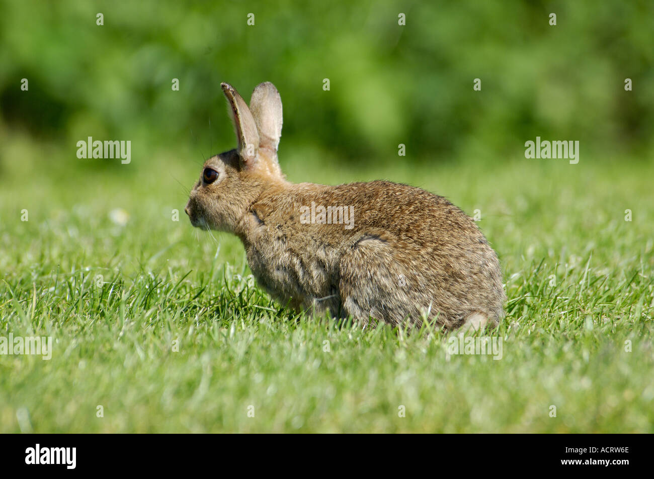 Kaninchen england hi-res stock photography and images - Alamy