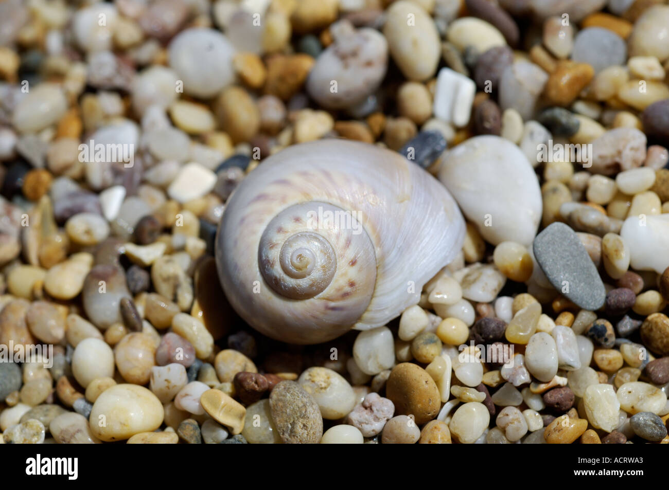 snail shell on pebbles the beach at Slapton Sands South Devon England ...
