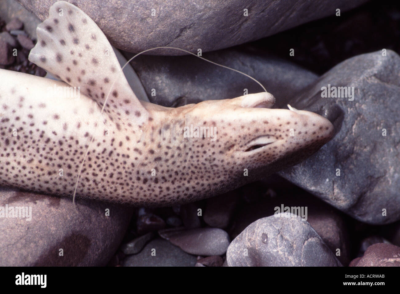 Dead fish on pebble beach Stock Photo - Alamy